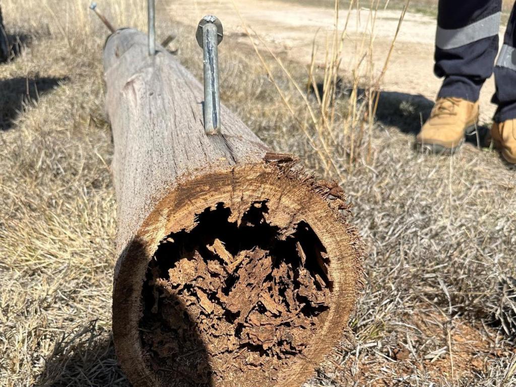 From Timber to Composites: Decarbonising the Power Pole - Wagners